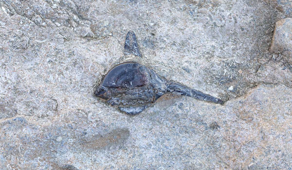 Pros and Cons of Archaeological Excavation You Should Know - The ...