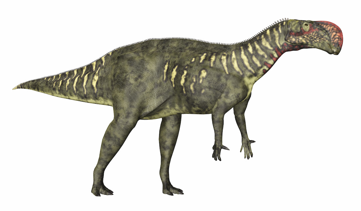 Types of Duck-Billed Dinosaurs - The Archaeological Box